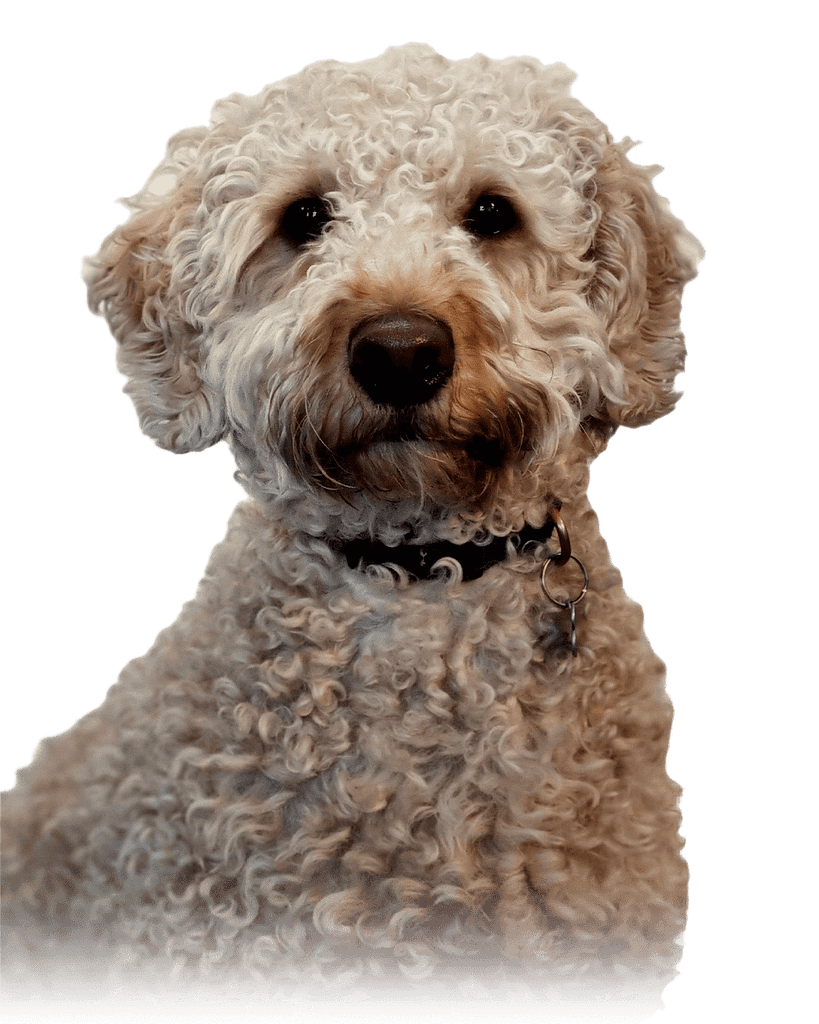 Meet the Team - DistagQCS